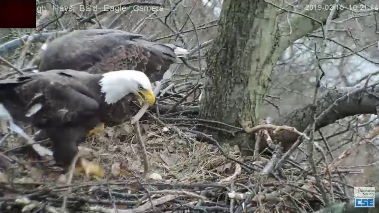 Hays Dad brings in nest Channel Catfish for Mom 2-15-2019 10-50-19 AM ...