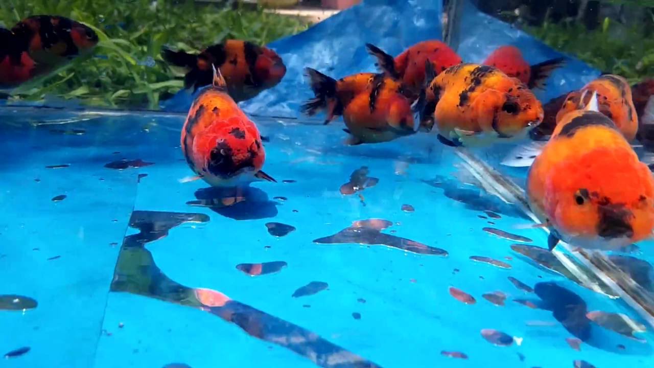 Goldfish tigers - YouTube