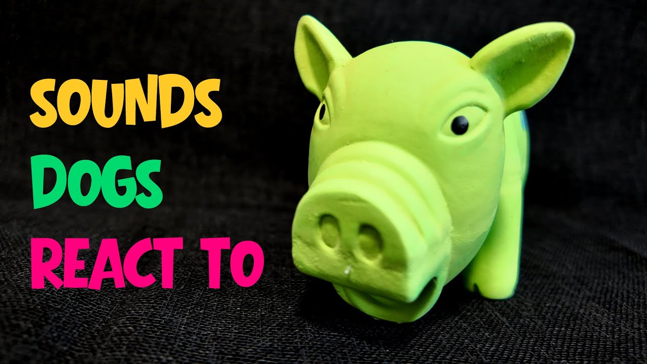 Sounds Dogs React To, Noises that attract dogs - Squeaky Toy Sound ...