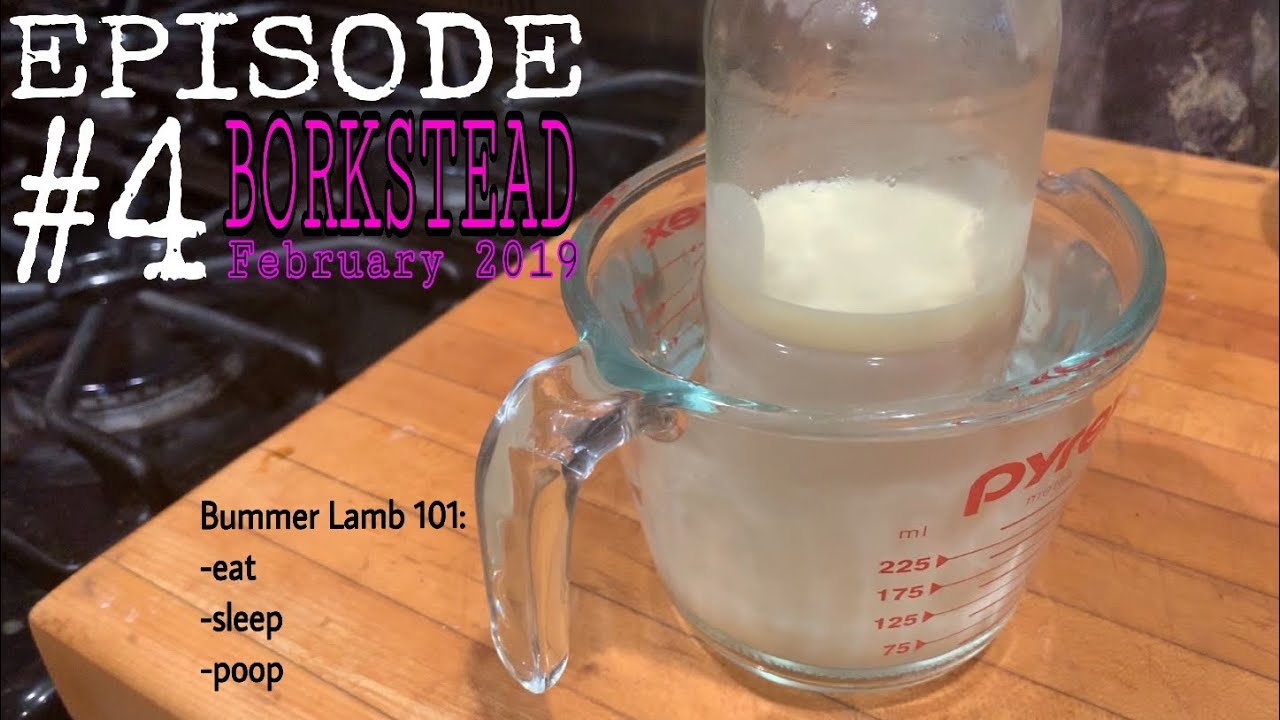 Bummer Lamb 101: Eat, Sleep, Potty. - YouTube