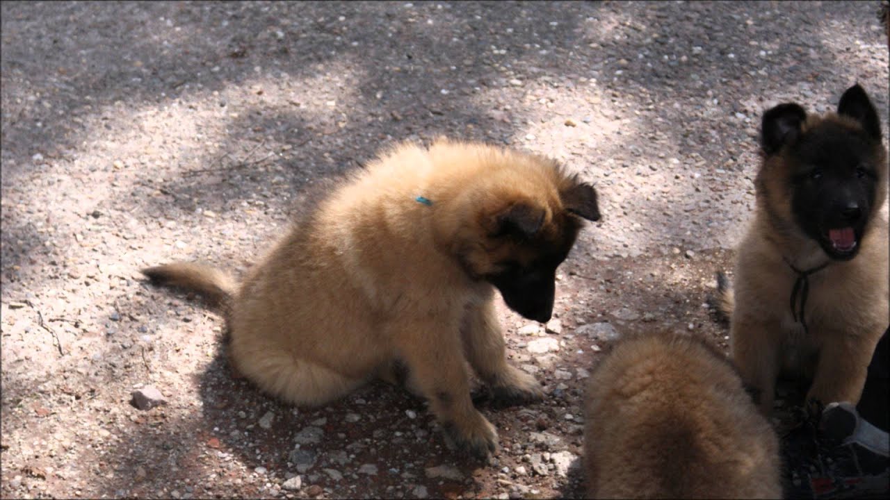Floyd terveurense sheppard pup - YouTube