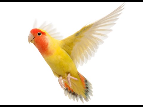Bird Singing/Bird Moving - YouTube