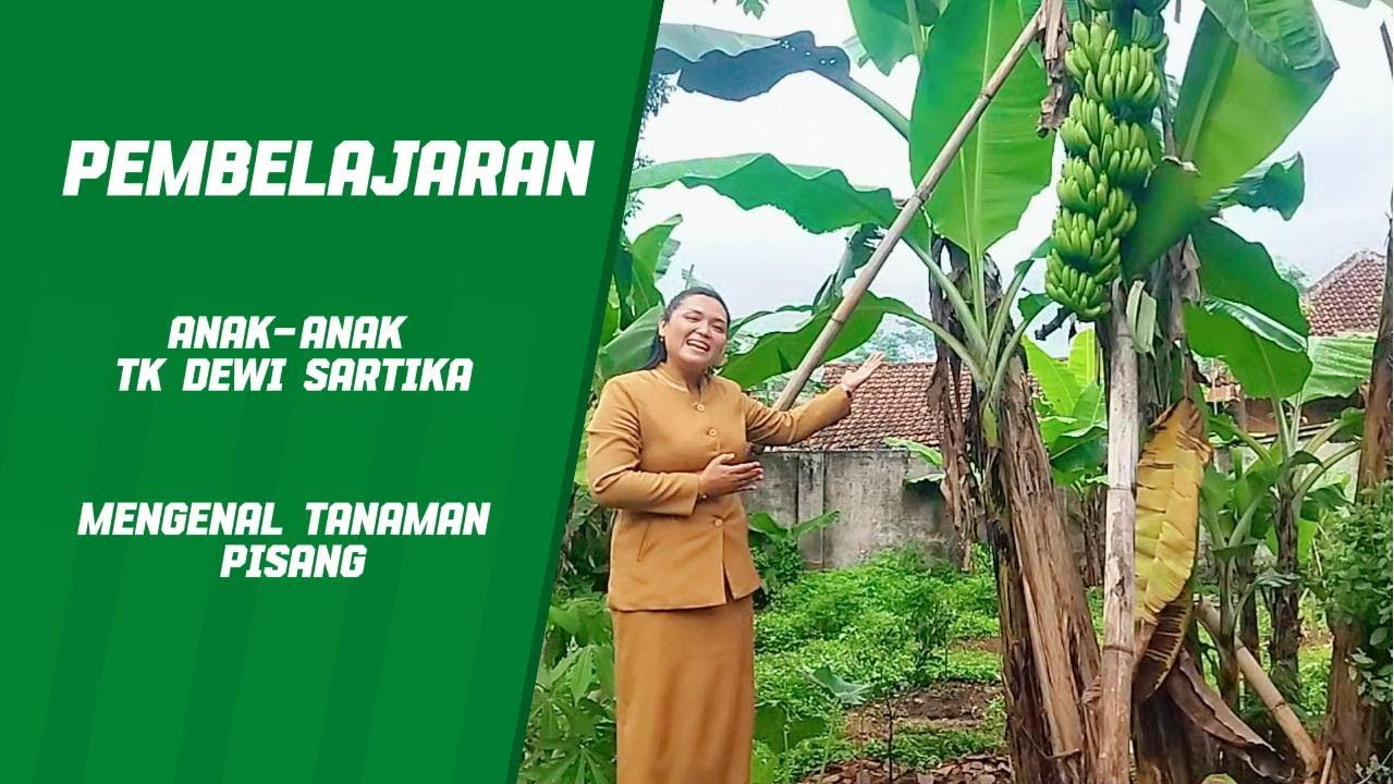 PEMBELAJARAN MENGENAL TANAMAN PISANG II VIDEO PEMBELAJARAN ANAK TK II ...