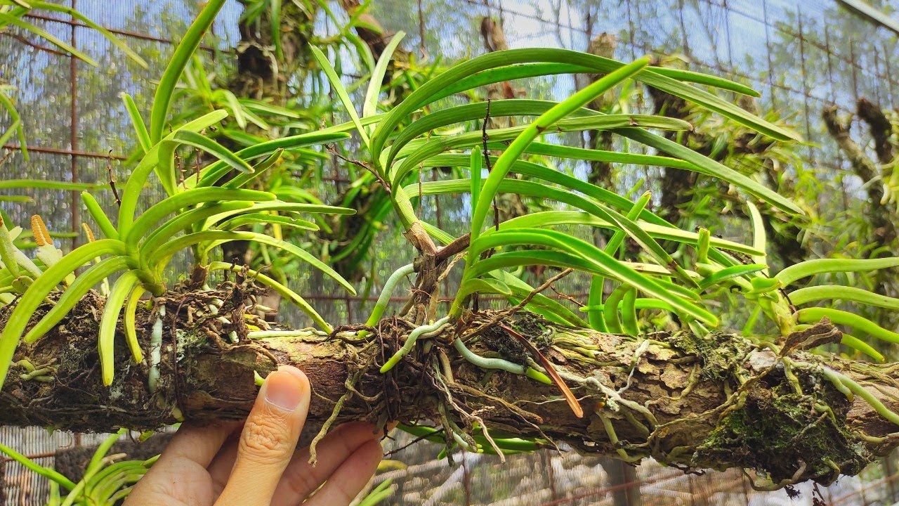 TIDAK USAH PERHATIAN KHUSUS AKAR ANGGREK VANDA MINI MENJALAR DENGAN ...