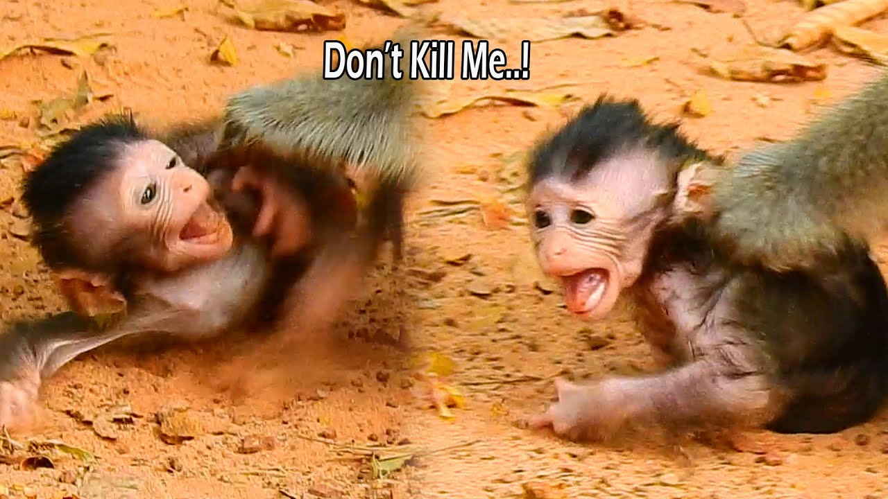 Baby Monkey Cry Loudly Become Death | Monkey Anna Discipline Own Baby ...