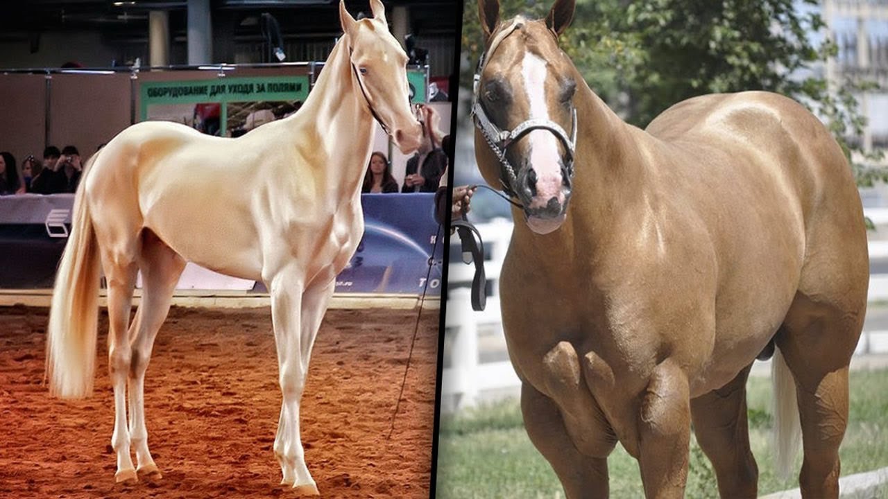 10 Races De Chevaux Uniques Au Monde - YouTube