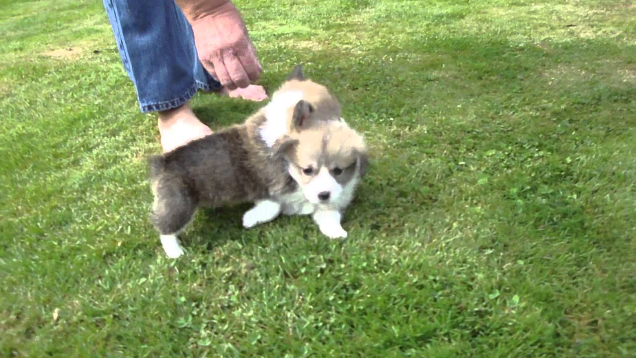 Merthyr Corgi puppies playing Possum x Travis at 5 weeks - YouTube