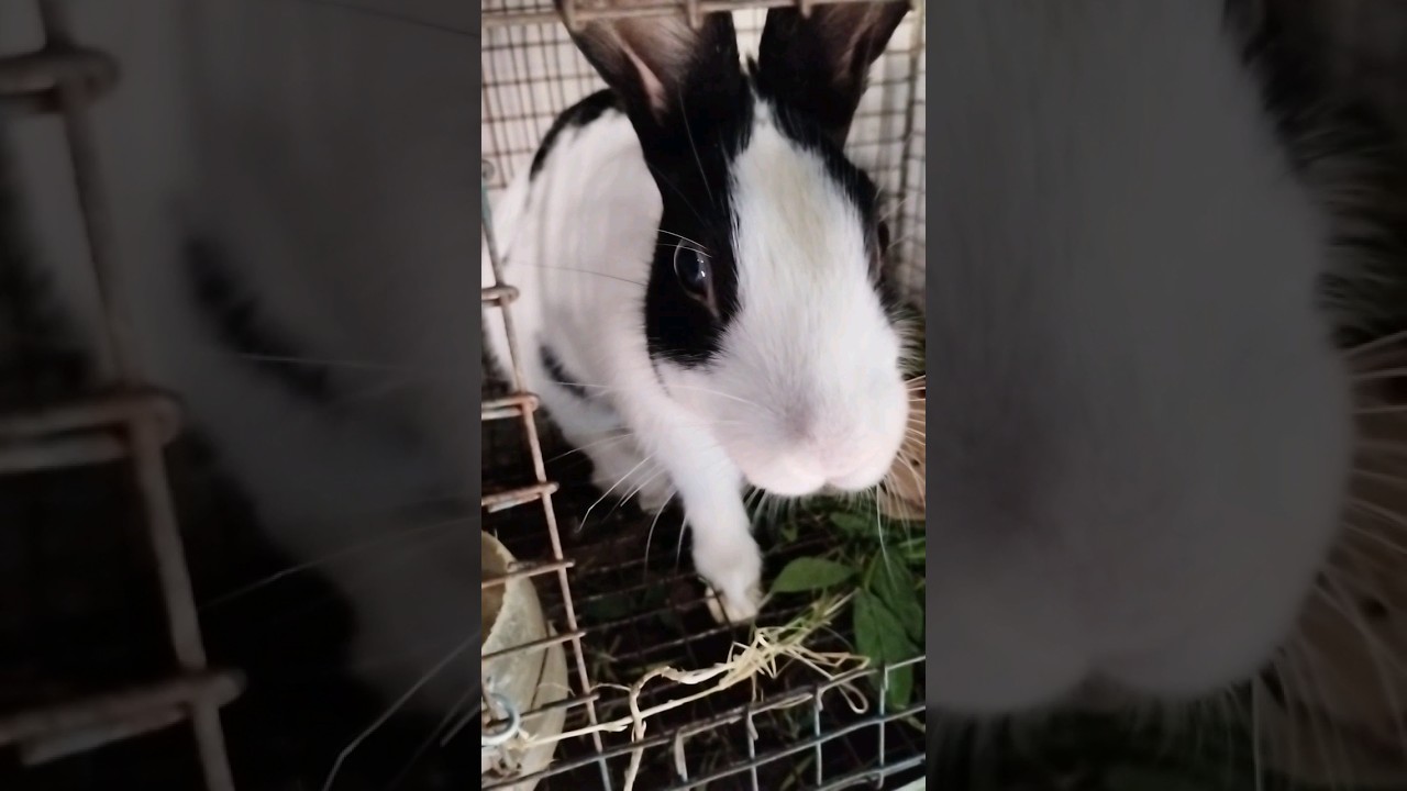 Cute Rabbit Eating Roti. #rabbit #खरगोश #trendingshorts - YouTube