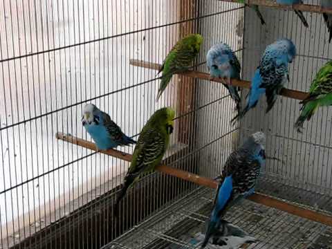 Pericos estandar inglés MSC - YouTube