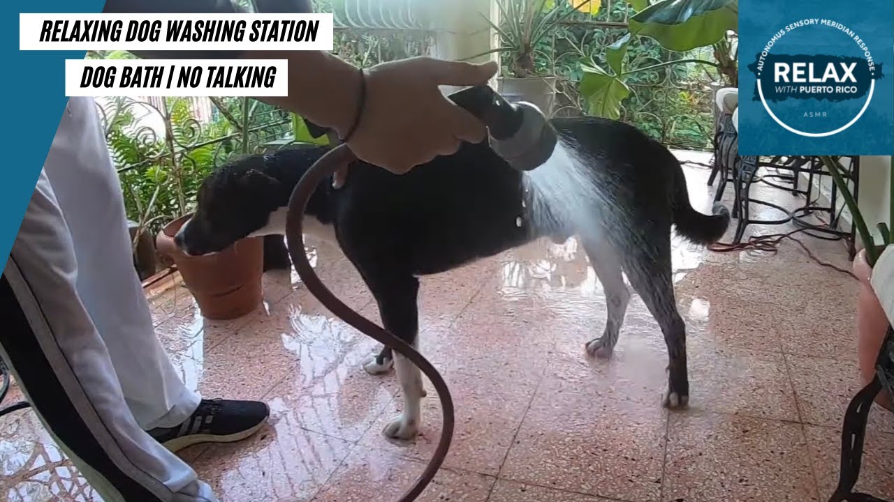 [ASMR] Dog Bath No Talking | Relaxing Dog Washing Station - YouTube