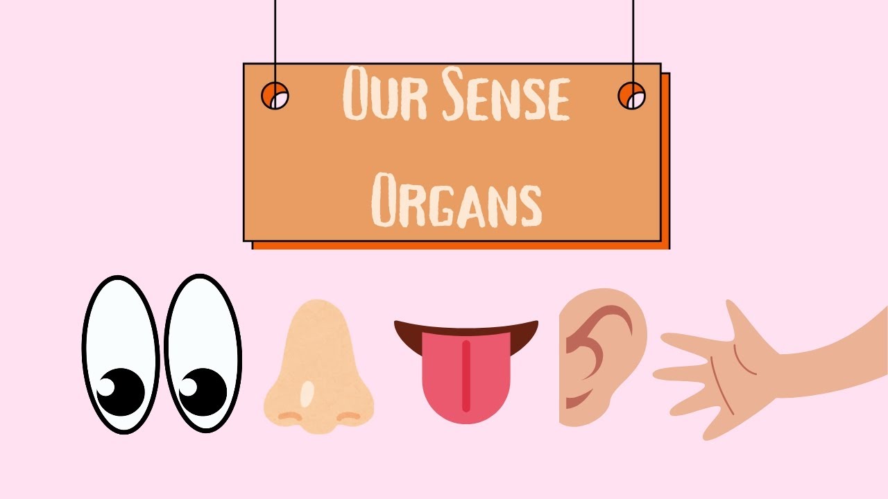 OUR SENSE ORGANS || LEARN ABOUT THEIR FUNCTIONS WITH EXAMPLES || FOR ...