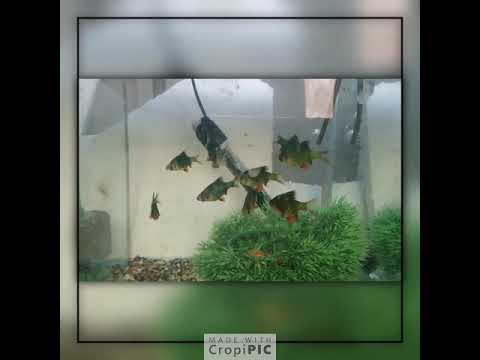 Green jade tiger barbs - YouTube