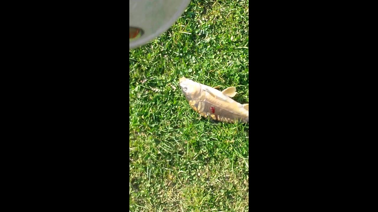 Saving fish - YouTube