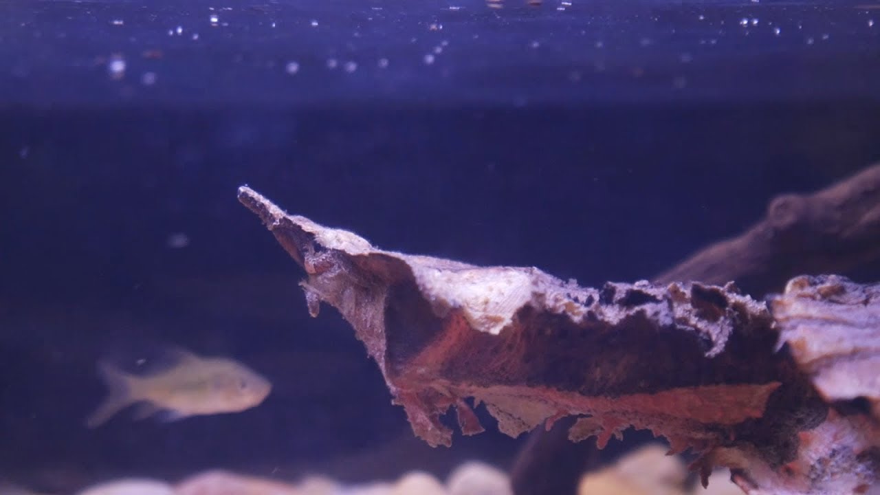 Mata Mata Turtle Eating Goldfish! - YouTube