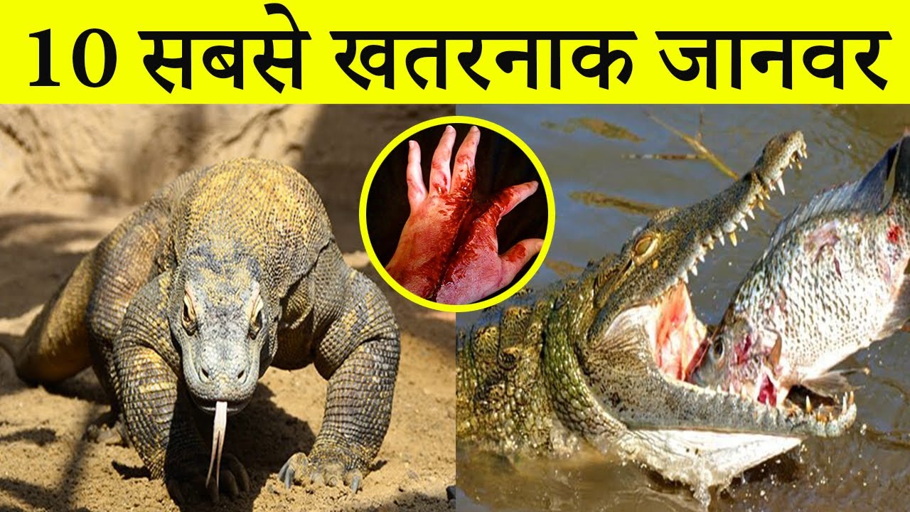 Top 10 Dangerous Animal In The World 10 top-10-dangerous-animal-in-the-world-10