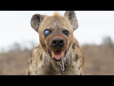 scary sounds of some animals//fear voice//terrible sound//horror sounds ...