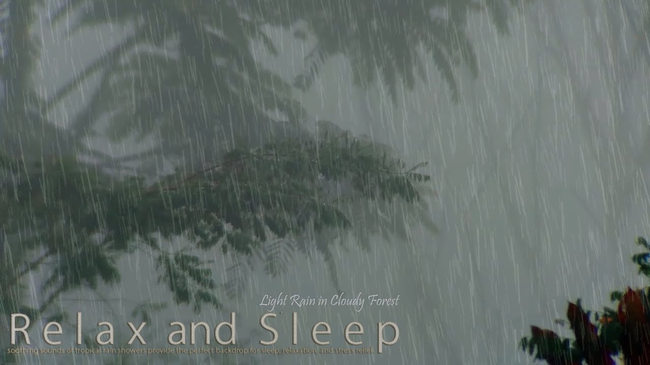 Light rain in cloudy forest | Soothing sounds of gentle rain and ...