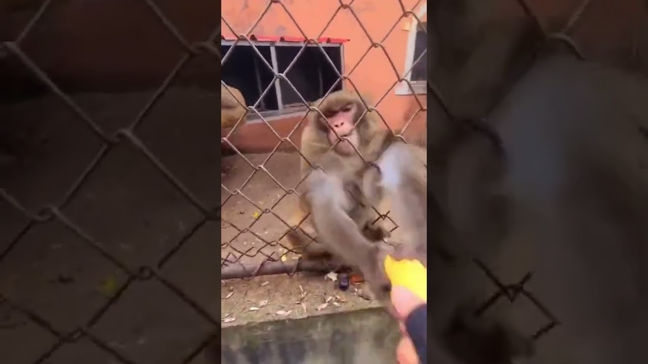 Monkey DESTROYS a Banana While Throwing a Massive Fit😂😂- Funny Monkey ...