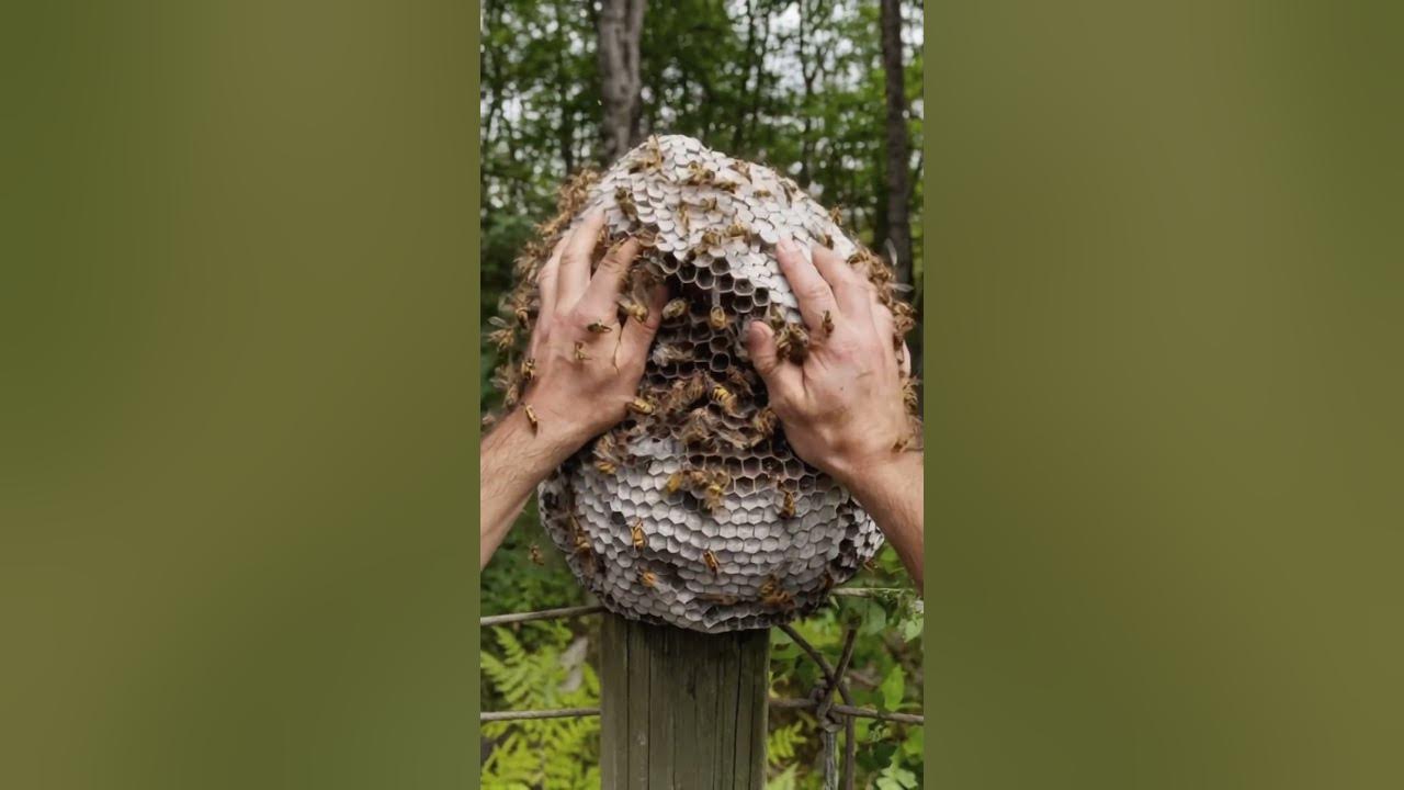 Man smashing wasps nest with his bare hands 🙌 #wildlife #wildanimals - YouTube