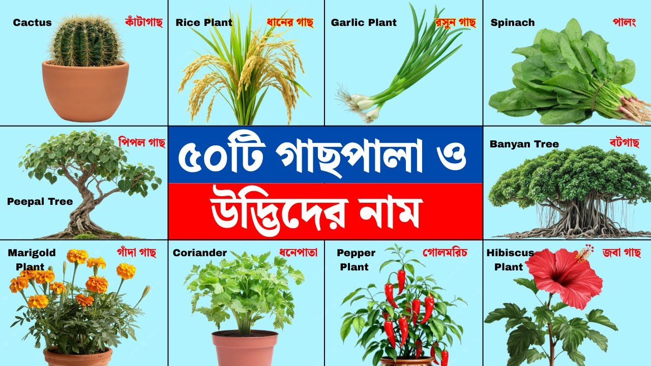 🌳 ৫০টি গাছপালা ও উদ্ভিদের নাম | 50 Plants and Trees Name in English and ...