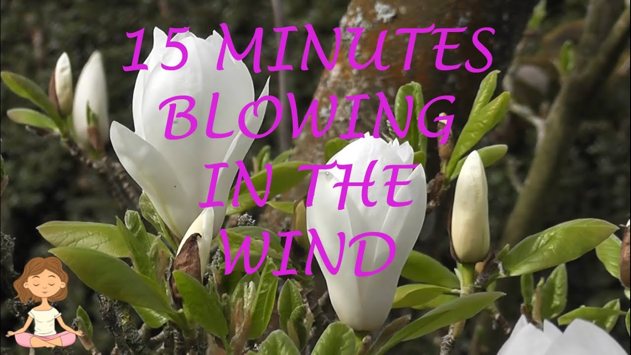 Relaxing Light Wind Meditation Sounds Music | 15 Minute Wind Sound ...