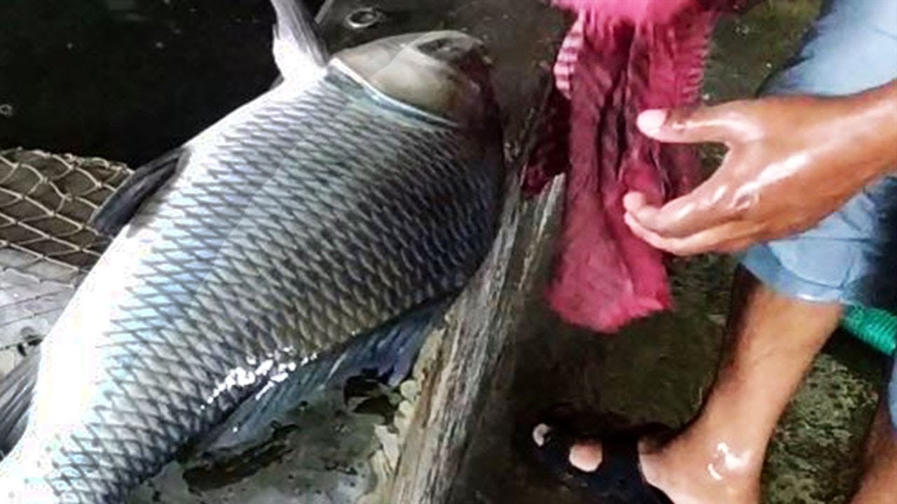 Fish Breeding Farm | Katla Fish Breeding | Fish Breeding Techniques ...