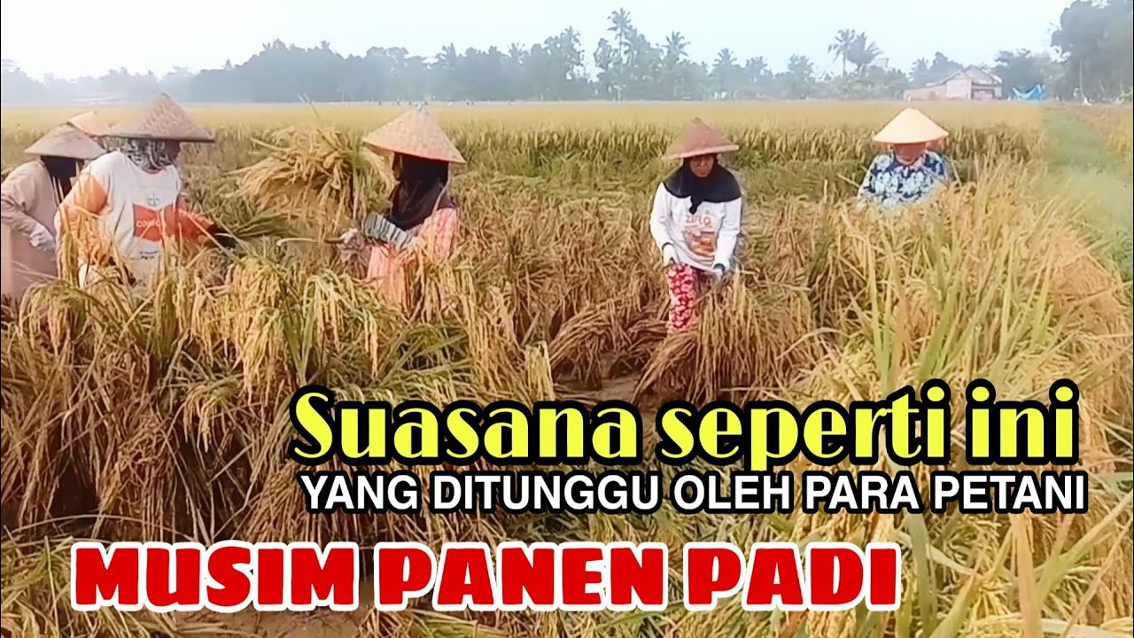 MUSIM PANEN PADI DI KAMPUNG YANG DI TUNGGU OLEH PARA PETANI - YouTube