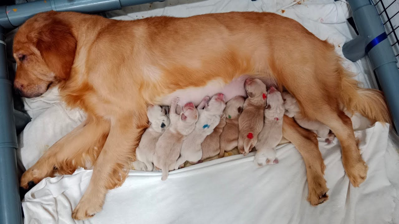 golden retriever giving birth to 9 puppies video - YouTube