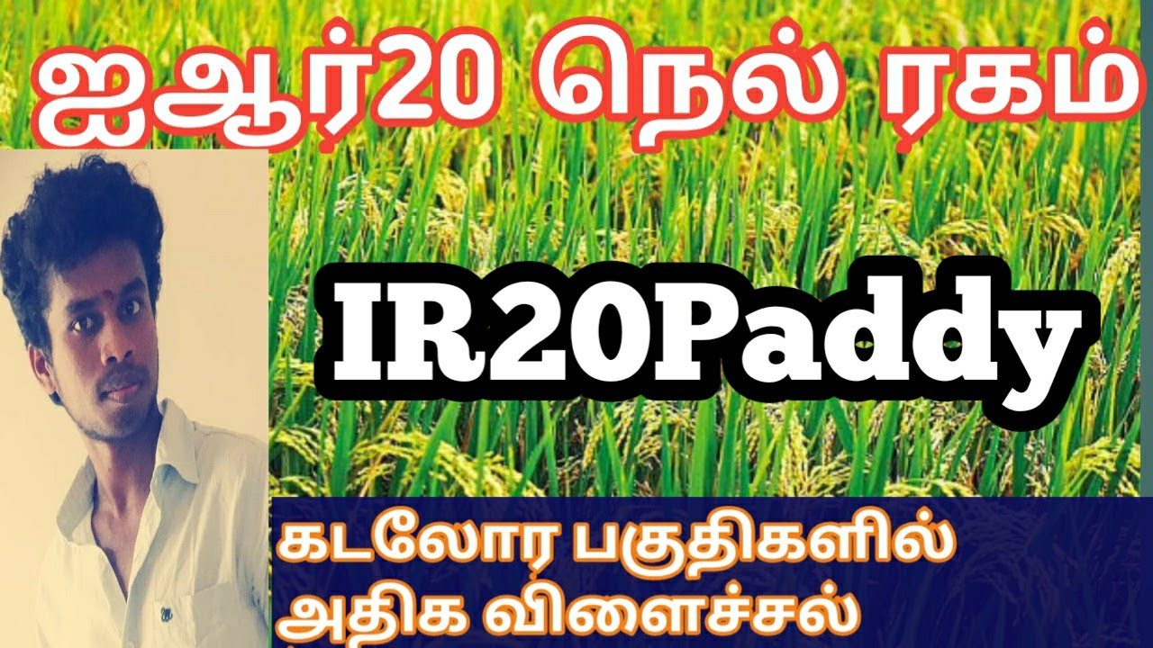 ஐஆர்நெல்20 ரகம் விளக்கம்|IR 20paddy|Tamil|Life is line - YouTube