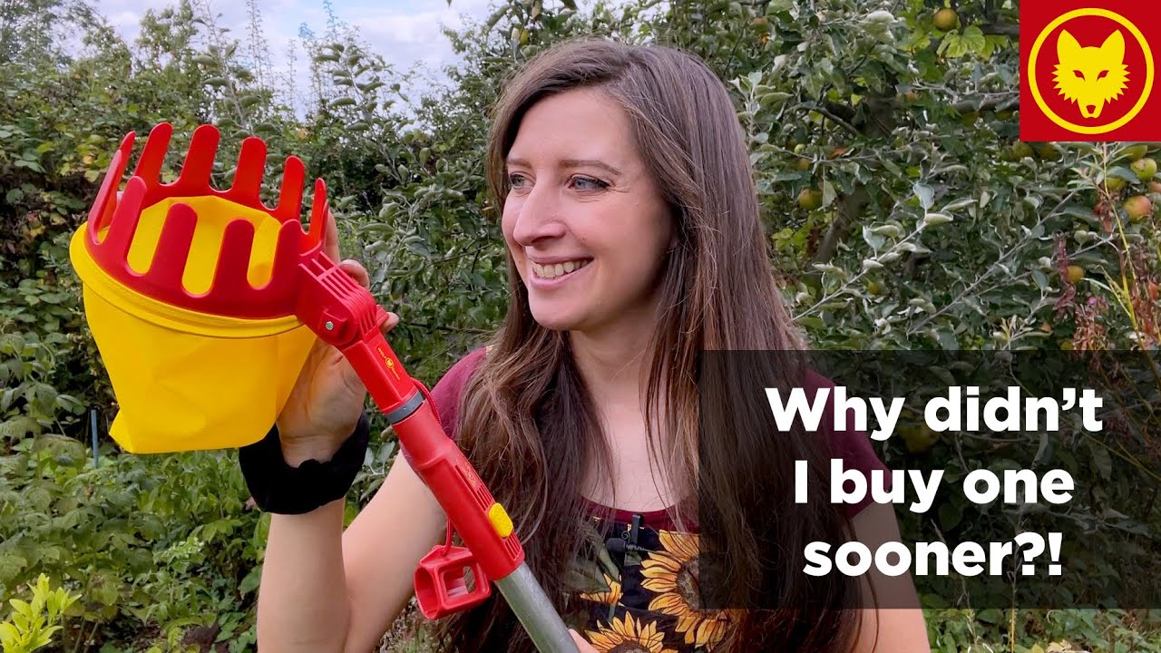 Harvesting Apples using my new WOLF-Garten Tool / Homegrown Garden ...