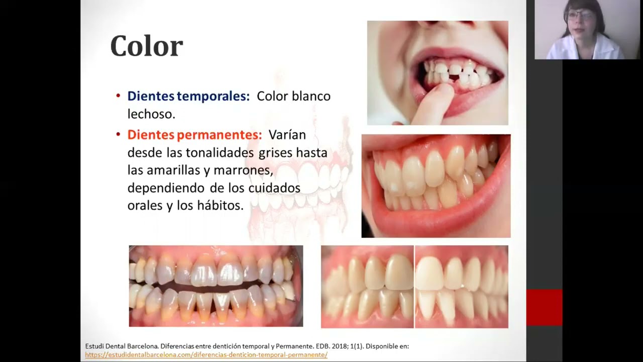 Dentición permanente - YouTube