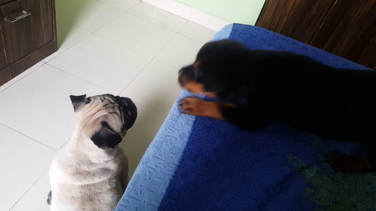 Rottweiler angry - YouTube