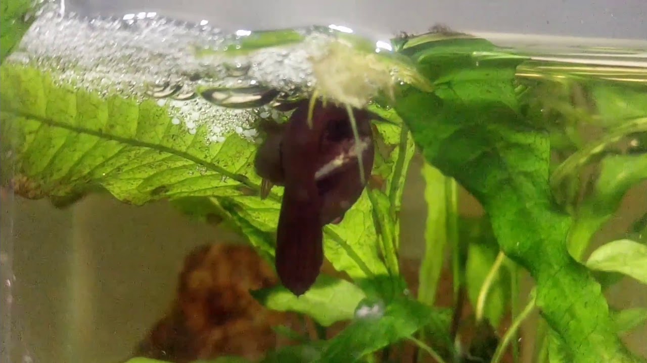 Betta coccina spawning - YouTube