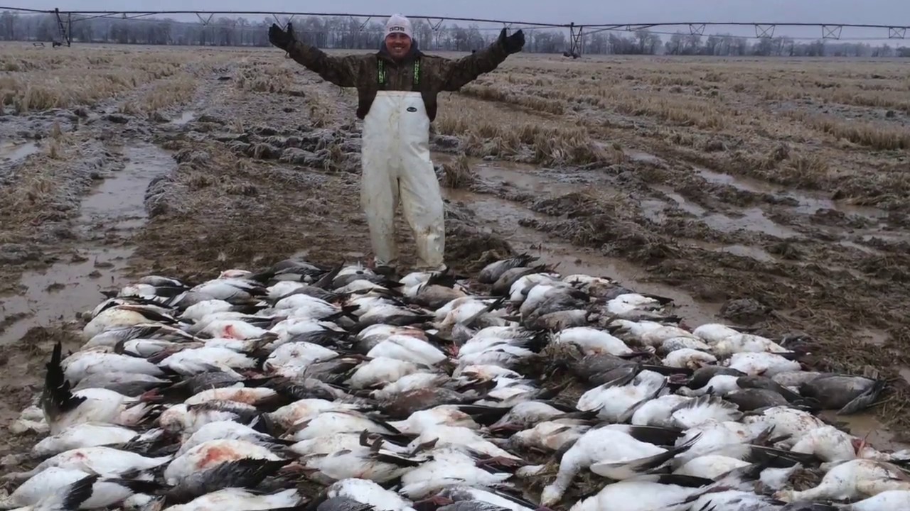 Experience The Goose and Duck Smackers Tradition - YouTube