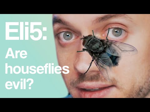 Why Do Flies Rub Your Hands Together