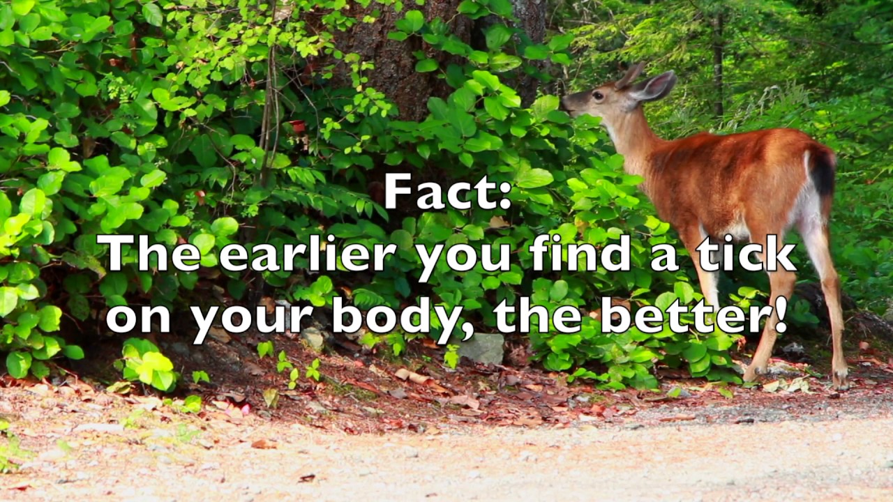 How to Perform a Tick Check - YouTube