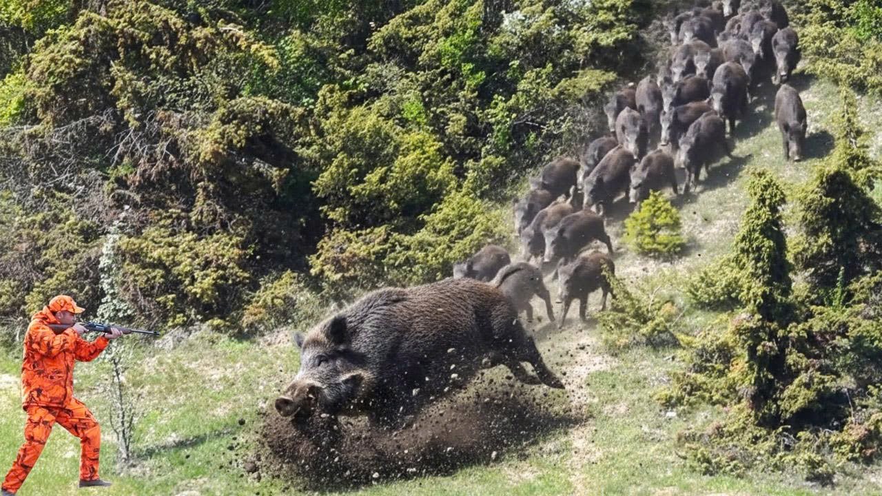 Hunter and Wild Boar in a Breathtaking Confrontation – Perfect Shot ...