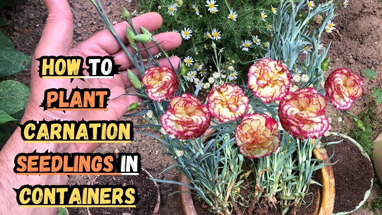 How to Plant Carnation Seedlings in Containers 🌸 #carnation #dianthus # ...
