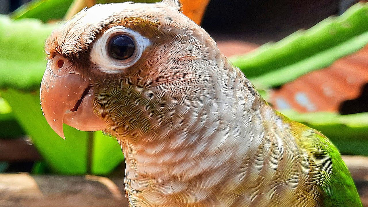 This video can be your bird's friend green cheek conure parrot bird ...