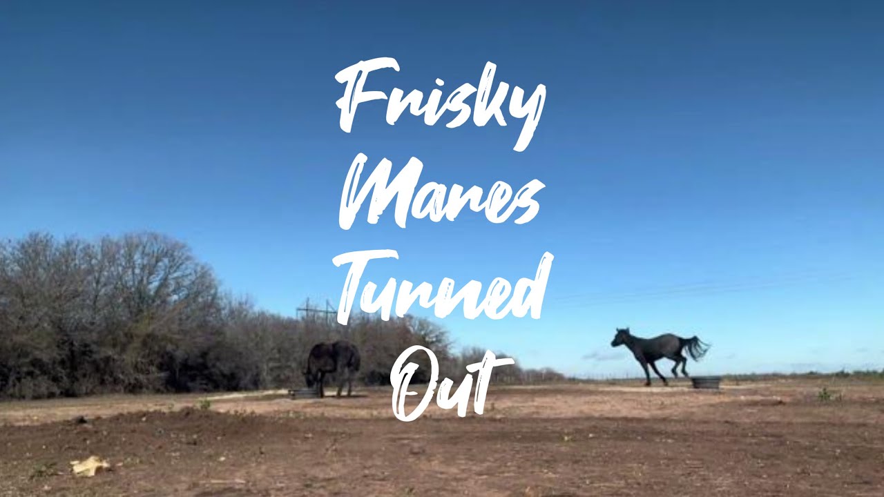 Frisky BLUE ROAN mares jumping around feeling good - YouTube