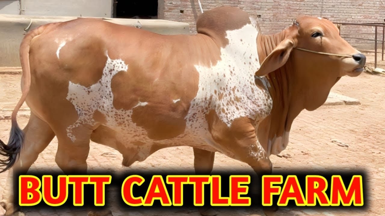 Visit Butt Cattle Farm Gujranwala | Unique Breed of Bull | 25 Best Bull ...