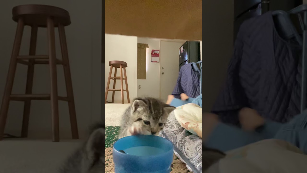 Savage kitty - YouTube