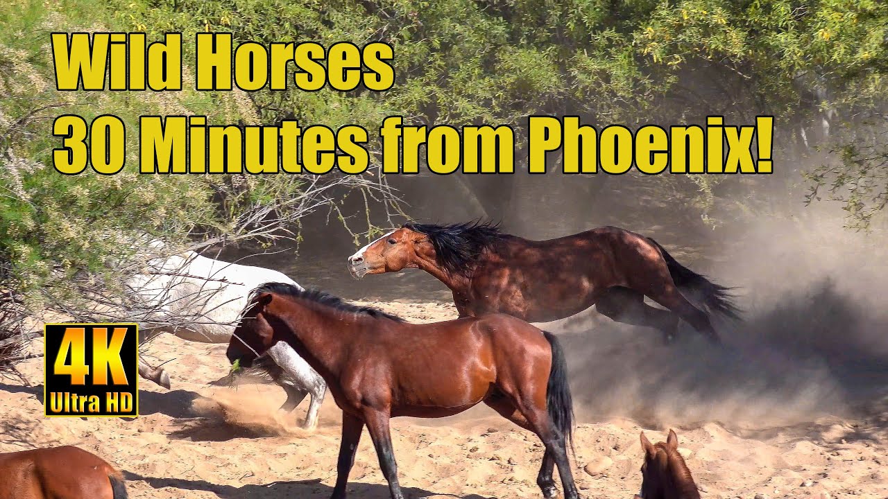 4K Salt River Wild Mustang Horses Near Phoenix, Arizona - YouTube