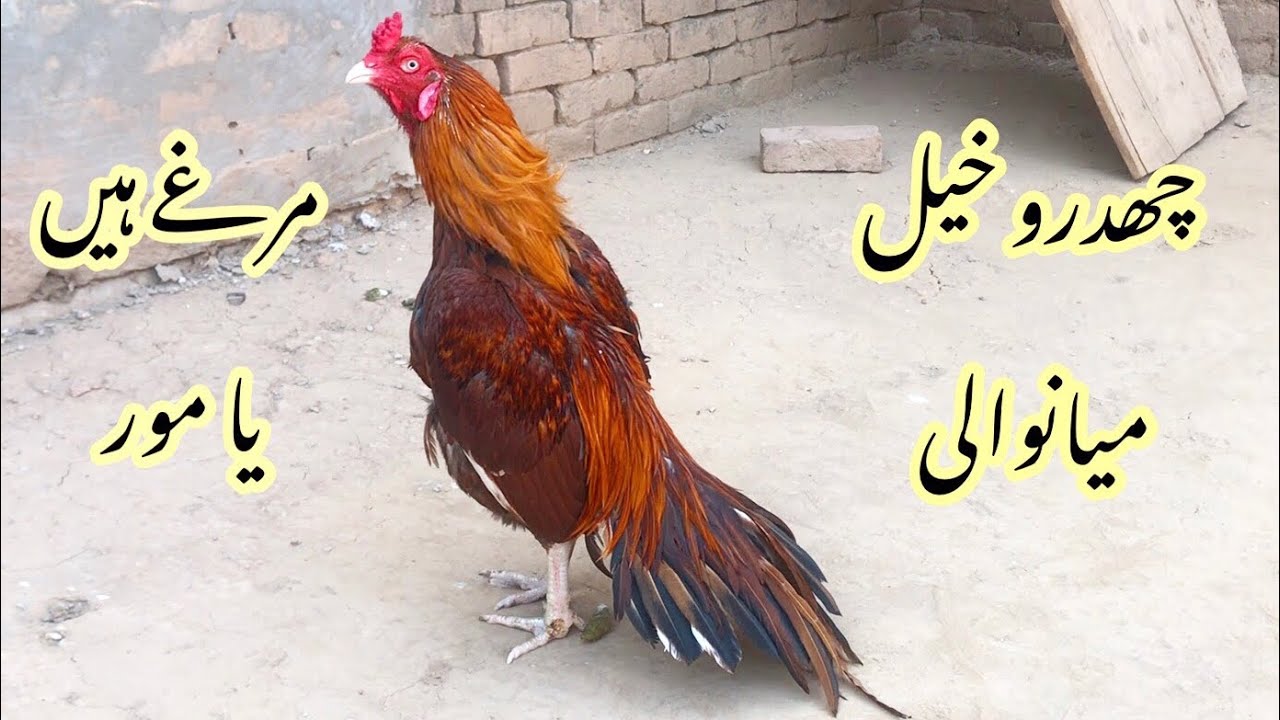 Pure mianwali aseel of wahid khan chidru khail by Nadeem shah aseel ...