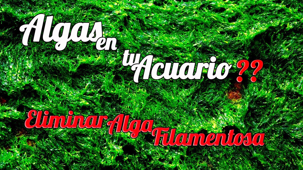 Alga verde filamentosa en tu acuario plantado - YouTube