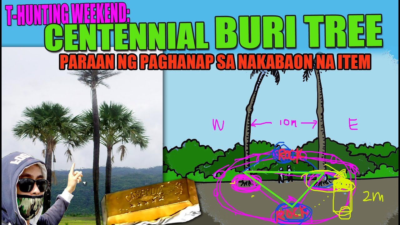 T- HUNTING WEEKEND: TREASURE SA CENTENNIAL BULI TREE - YouTube