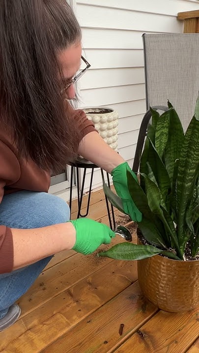 Thrifted Gift for a Plant Lover 🪴 - YouTube