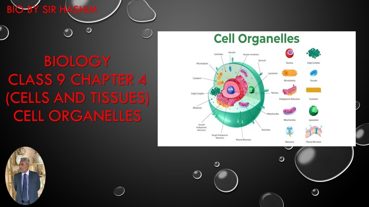 Class 9 Biology: Chapter 4 - Cell Organelles | Cells and Tissues ...