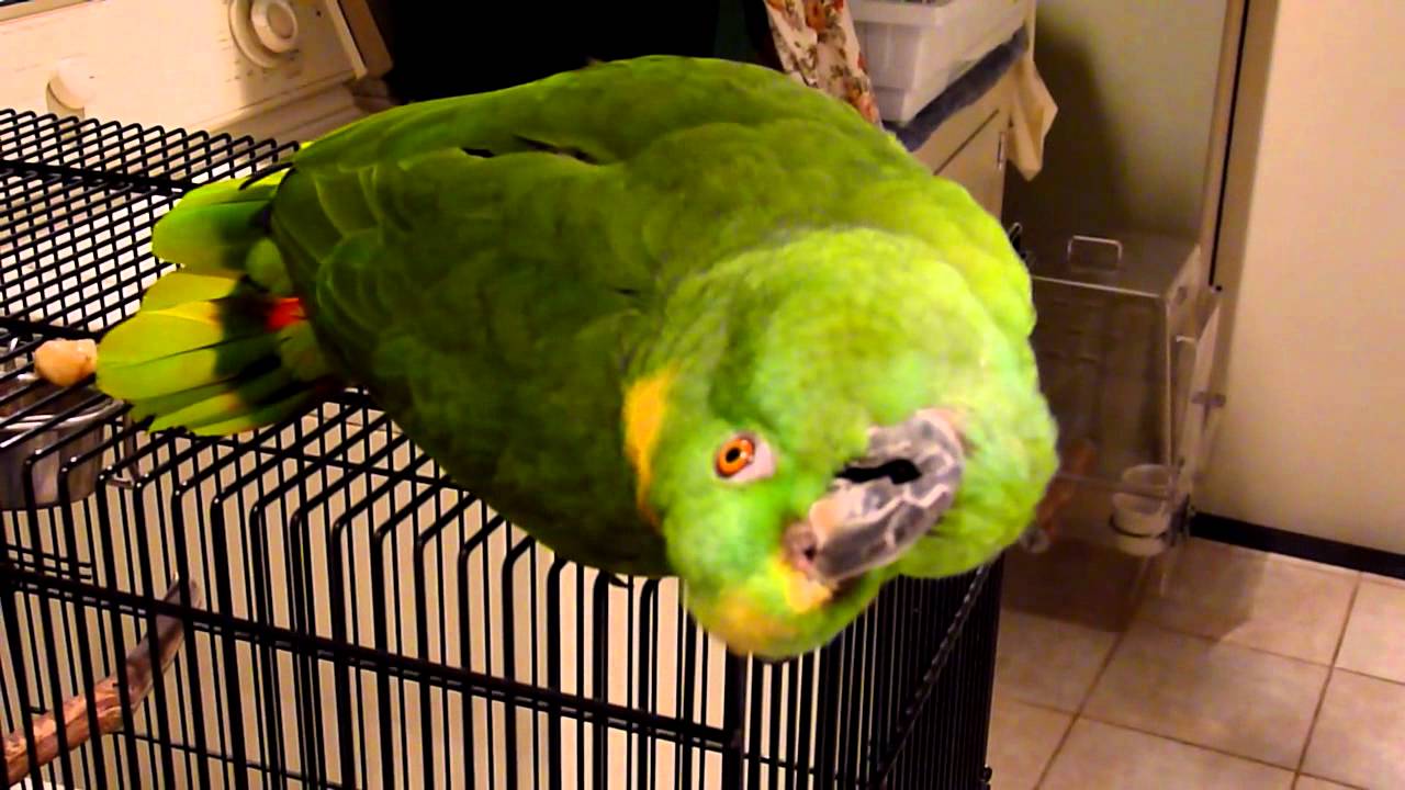 The most annoying parrot trick ever - YouTube