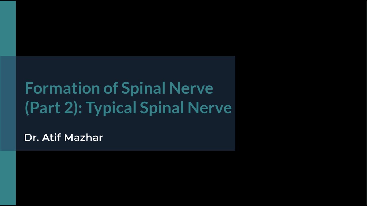 Formation of Spinal Nerve (Part 2): Typical Spinal Nerve - YouTube
